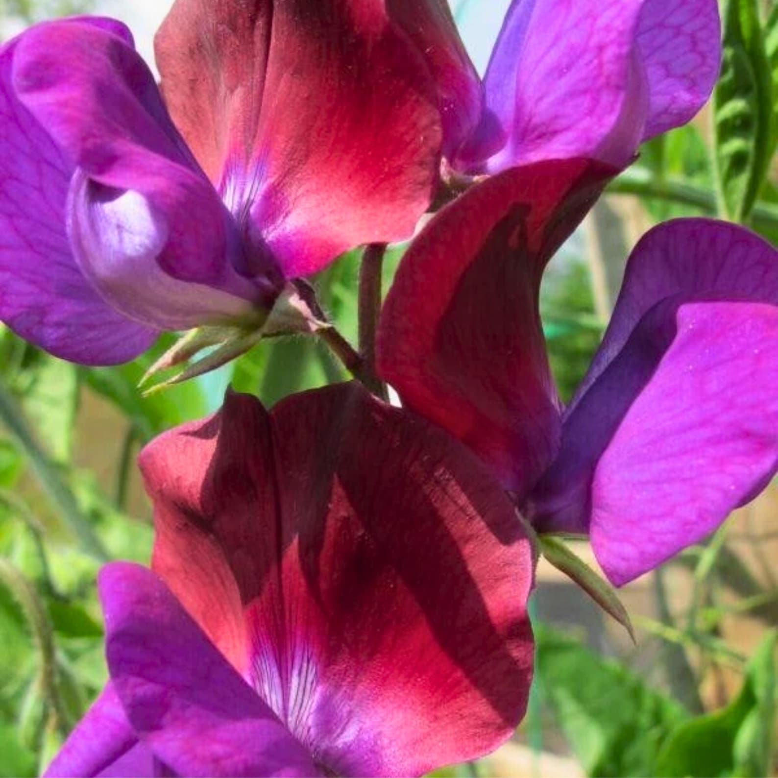 50 Matucana Sweet Pea Seeds – Deep Purple Maroon Climbing Flowers for ...