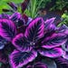 25 Purple Tip Calathea Seeds – Couture Foliage Plant – Indoor or ...