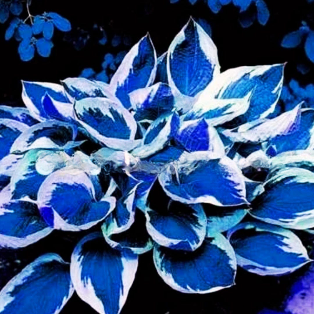 50 Blue Hosta Bonsai Seeds Heirloom Perennial Shade Garden Lily Flower ...