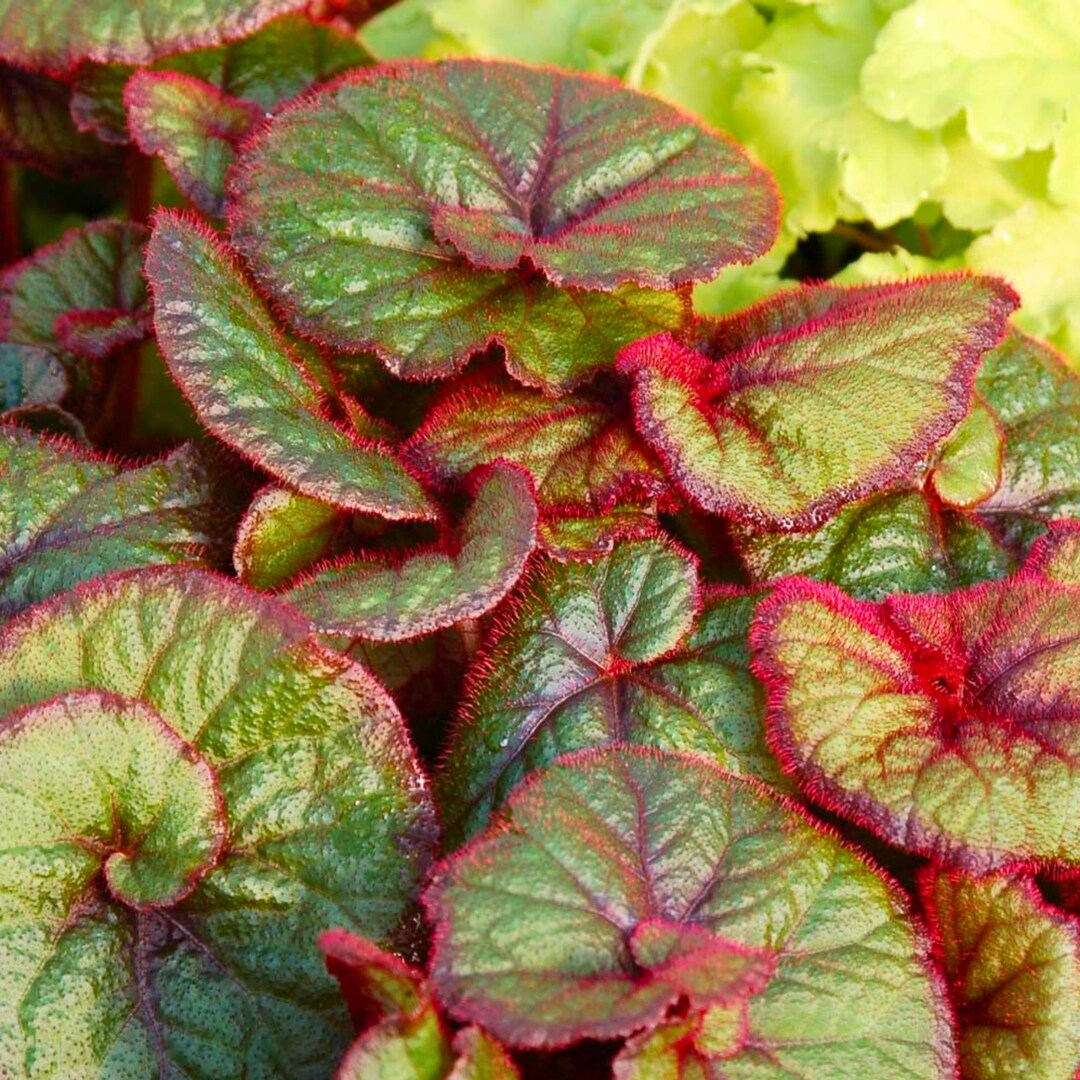 25 Curly Fireflush Begonia Seeds – Textured Curled Leaves With Red ...