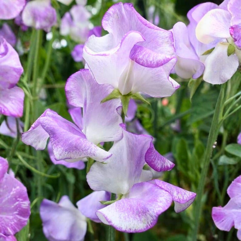 50 Pulsar Sweet Pea Seeds – Colorful Climbing Flowers for Garden ...