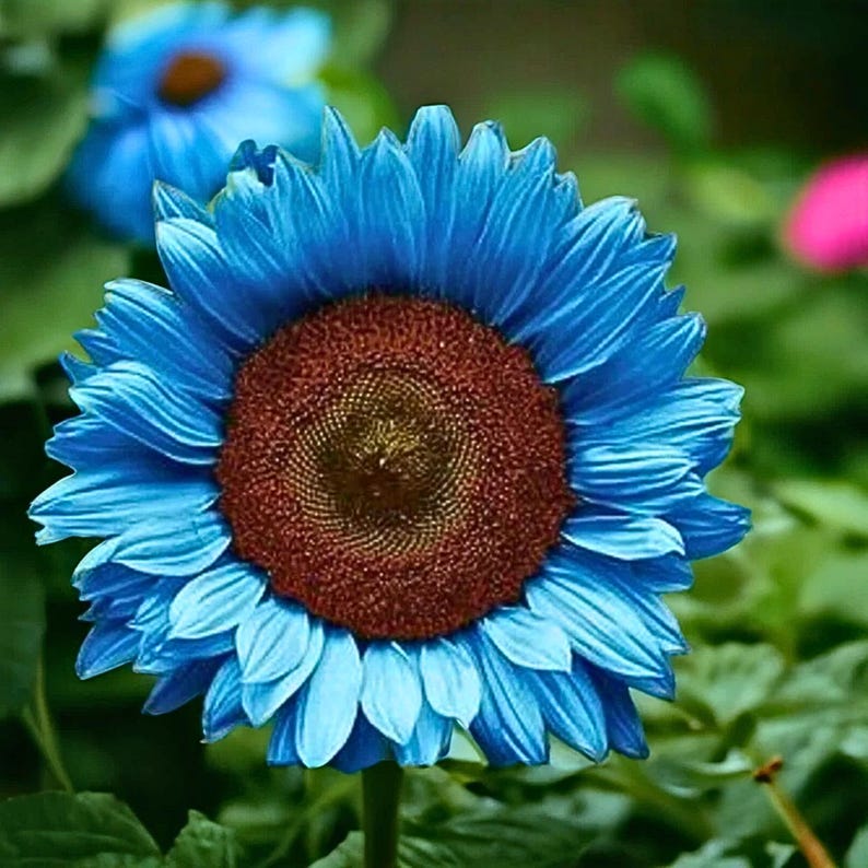 50 Midnight Oil Blue Sunflower Seeds - Rare Ornamental Garden Planting ...