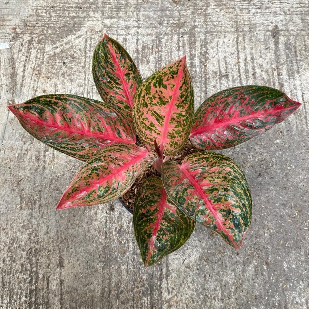 Aglaonema Widuri Plant - Aroid tropical rouge vert rare - Etsy France