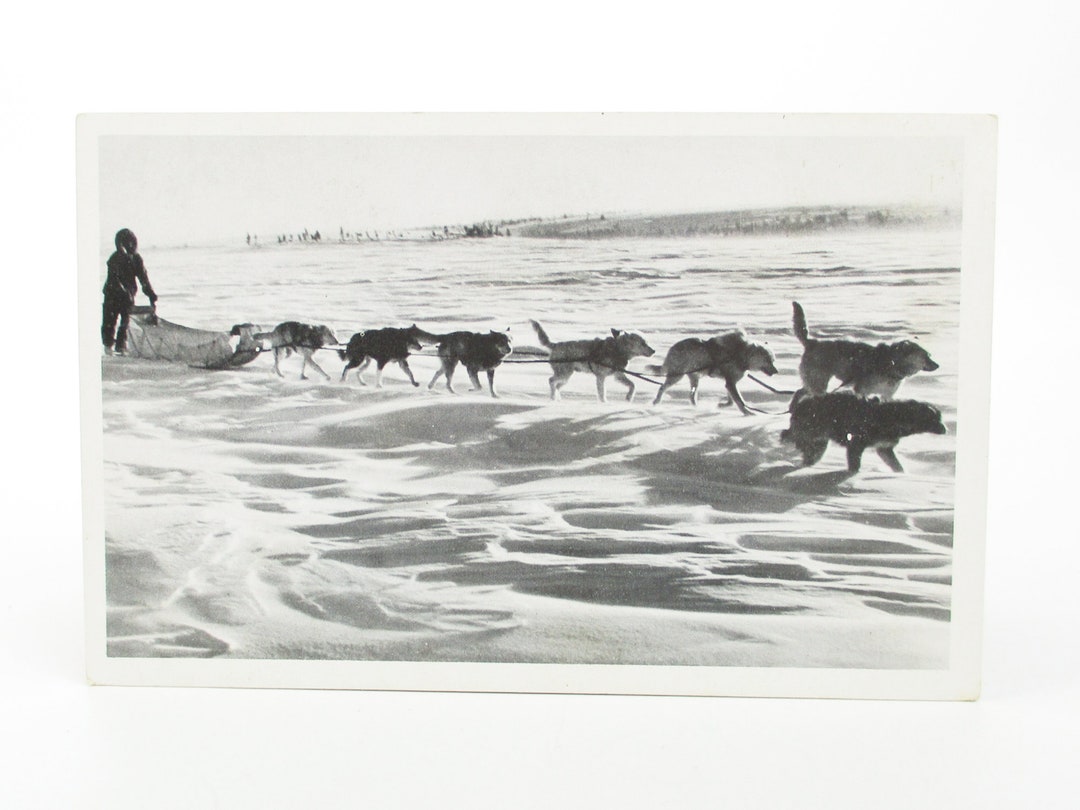 Dog Team Photo, Inuit Eskimo Dog Sled Team Postcard Snow Scene Checking ...
