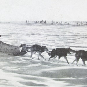 Dog Team Photo, Inuit Eskimo Dog Sled Team Postcard Snow Scene Checking Trap Lines, Vintage ...