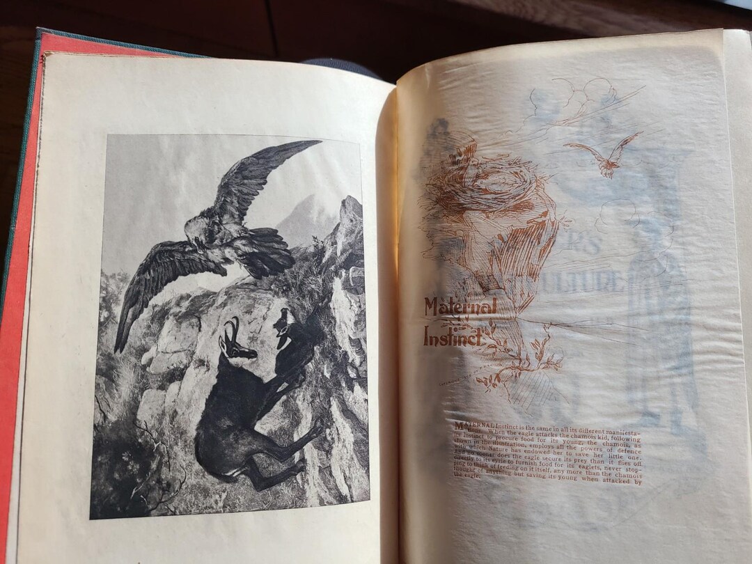 Draper’s Self Culture Vol. III Animal Stories and Natural History - Etsy