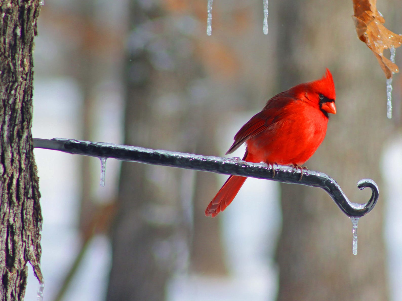 Red Cardinal in Winter Ice – Nature Photography Print, , Winter Storm ...