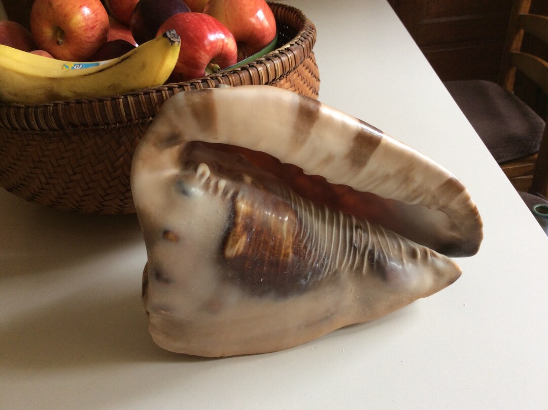 Flame Helmet Conch Shell - Etsy