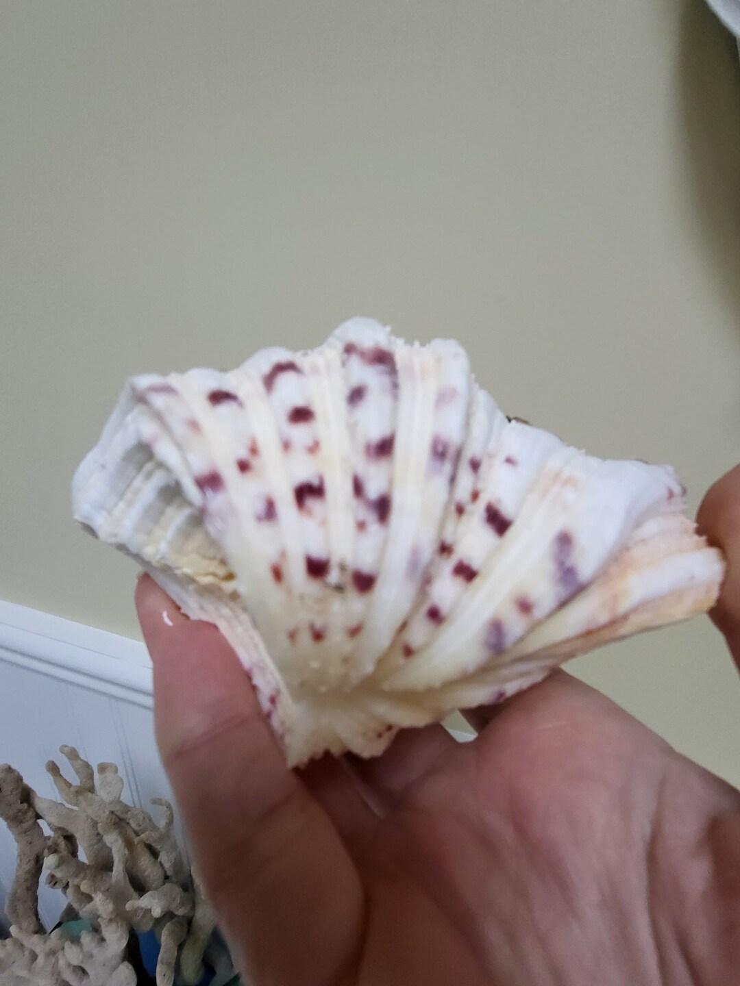 Bear Claw Clam Shell - Etsy