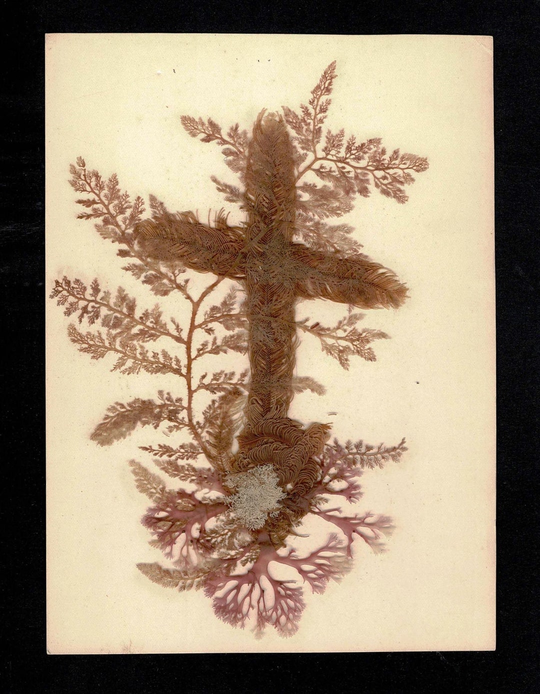 Antique 19thc Seaweed Moss Cross Picture Victorian Ladies Dec Art Craft ...