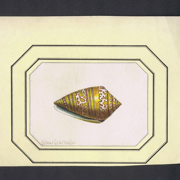 Victorian Seashell Art - Etsy