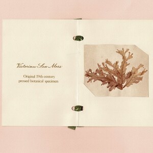 Antique 19thc Victorian Pressed Seaweed Specimen in Custom Sea Moss ...