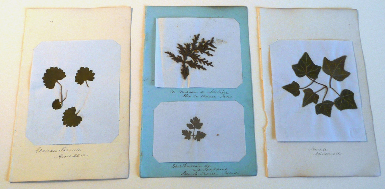 Antique Pressed Botanical Specimens Herbaria 19th Century | Etsy