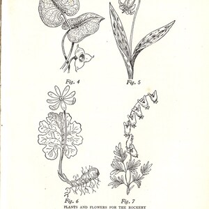 Antique Vintage Harper’s Book for Young Gardeners How to Make Verrill ...