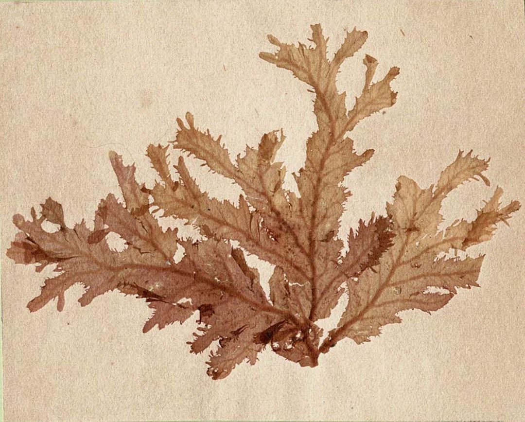 Antique 19thc Victorian Pressed Seaweed Specimen in Custom Sea Moss ...