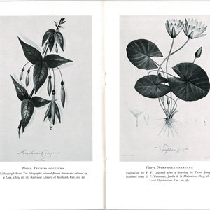 Botanical Illustration. A Loan Exhibition. National Library Scotland ...