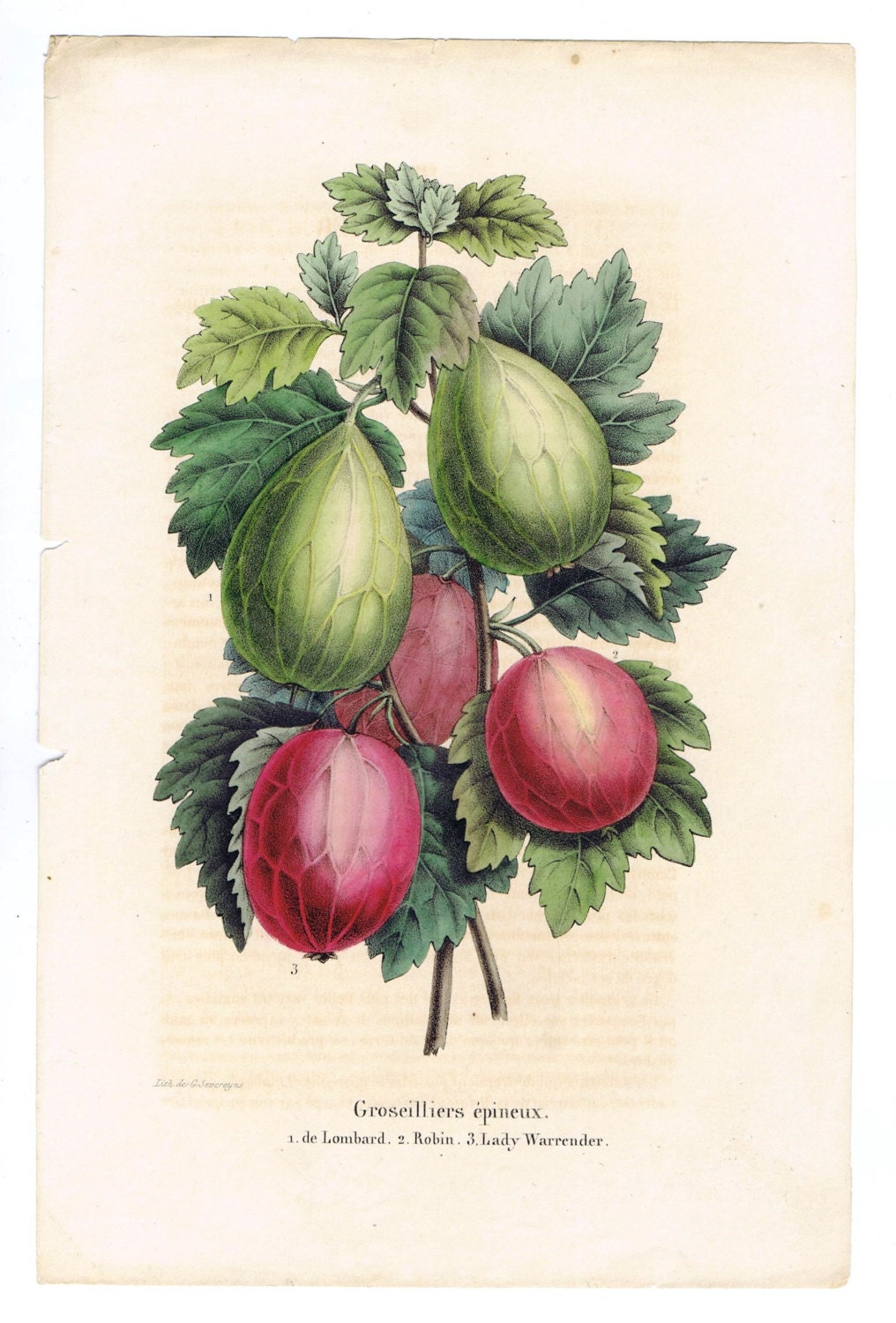 Gooseberry Antique 19th Century Belgian Color Lithograph Botanical ...