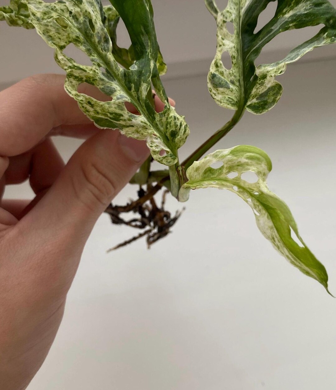 Monstera adansonii 'Frozen Freckles' bunter Steckling - eine seltene ...