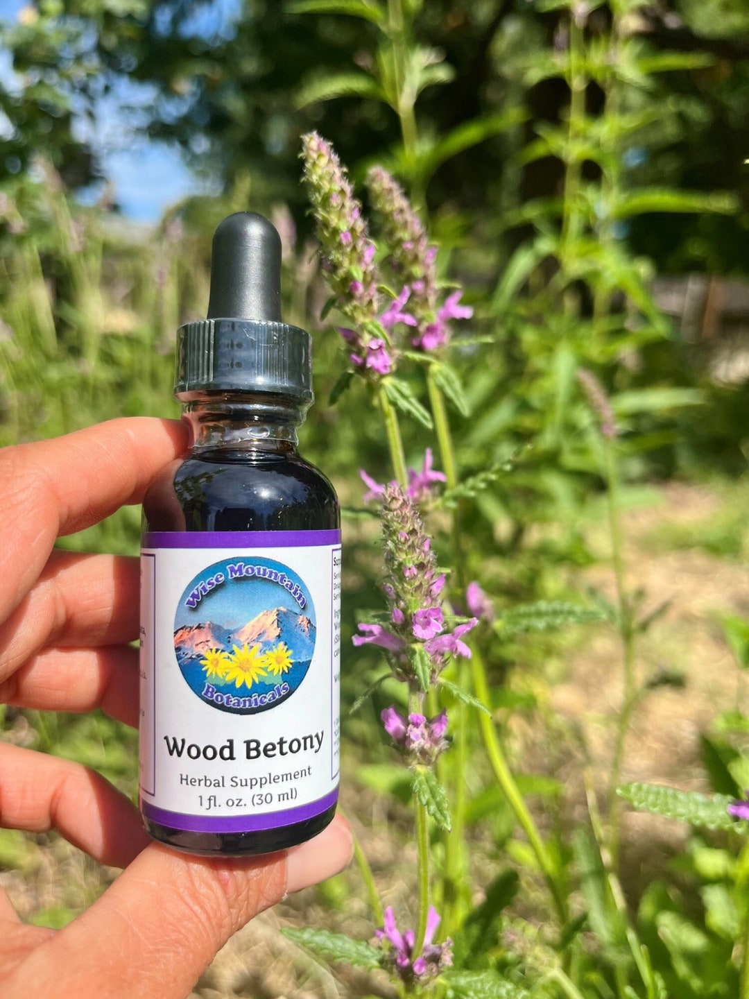 Wood Betony Tincture (stachys Officinalis)- Fresh Plant Extract *grown ...