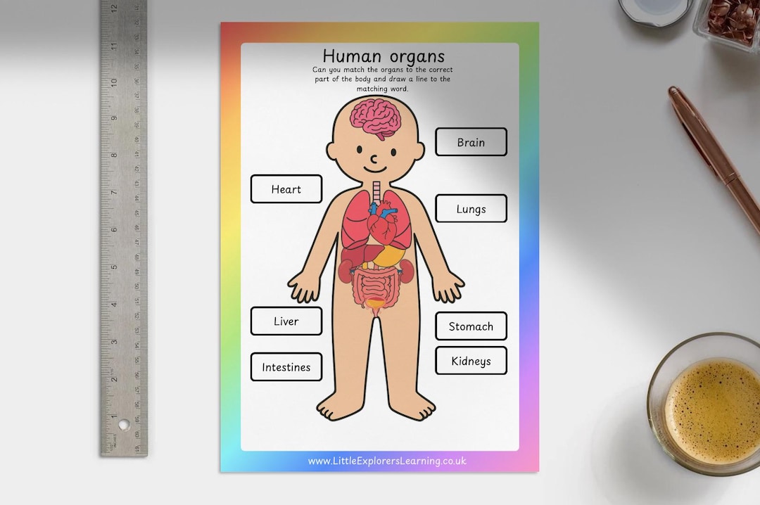 Human Organs Worksheet – Label the Organs Activity Sheet | Digital ...