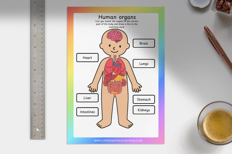 Human Organs Worksheet – Label the Organs Activity Sheet | Digital ...