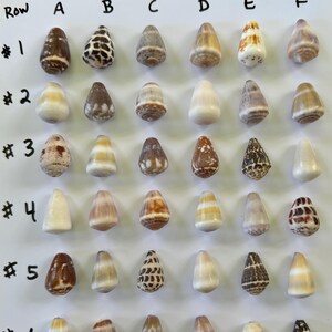 Shell Bangle, Sterling Silver, Hawaii Beach Jewelry, Hawaiian Jewelry ...