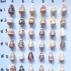 Shell Bangle, Sterling Silver, Hawaii Beach Jewelry, Hawaiian Jewelry ...