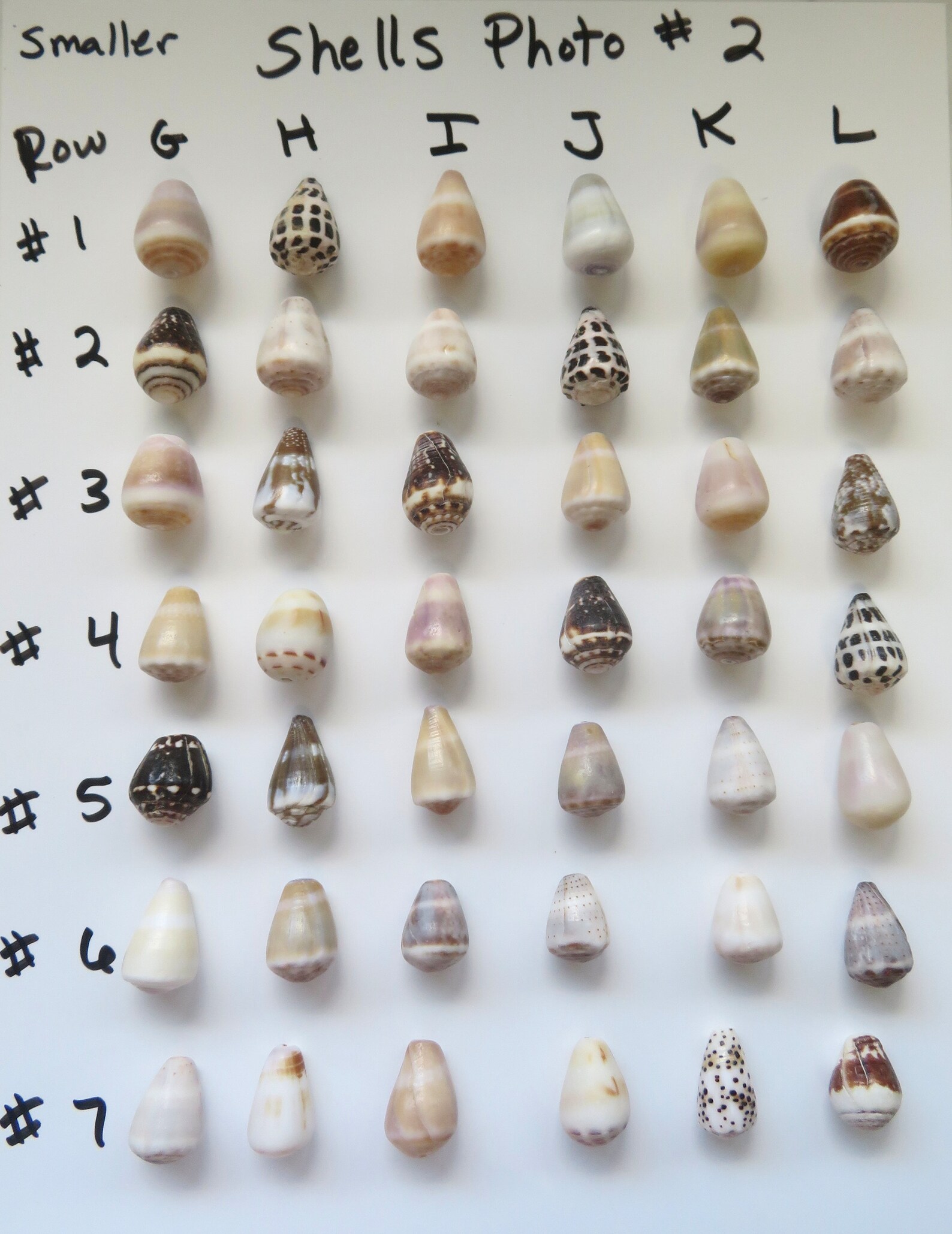 Gold Shell Bangle, Hawaii Beach Jewelry, Stacking Bangles, Hawaiian ...