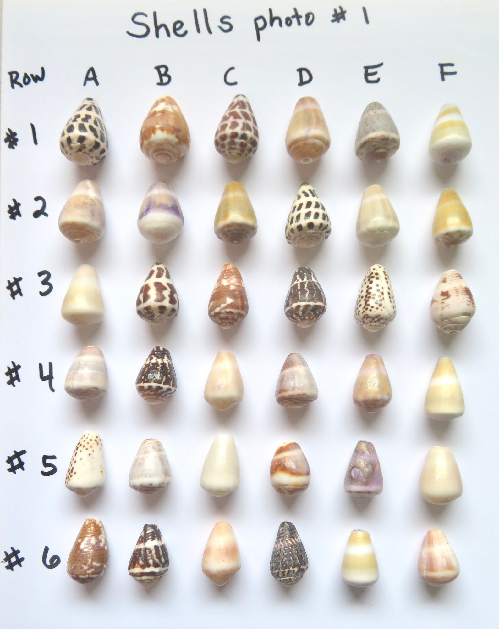 Shell Bangle Sterling Silver Hawaii Beach Jewelry Hawaiian - Etsy