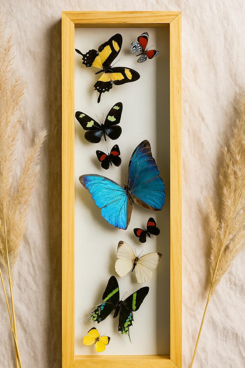 Real Butterflies Framed in Double Glass Visual Poetry - Etsy
