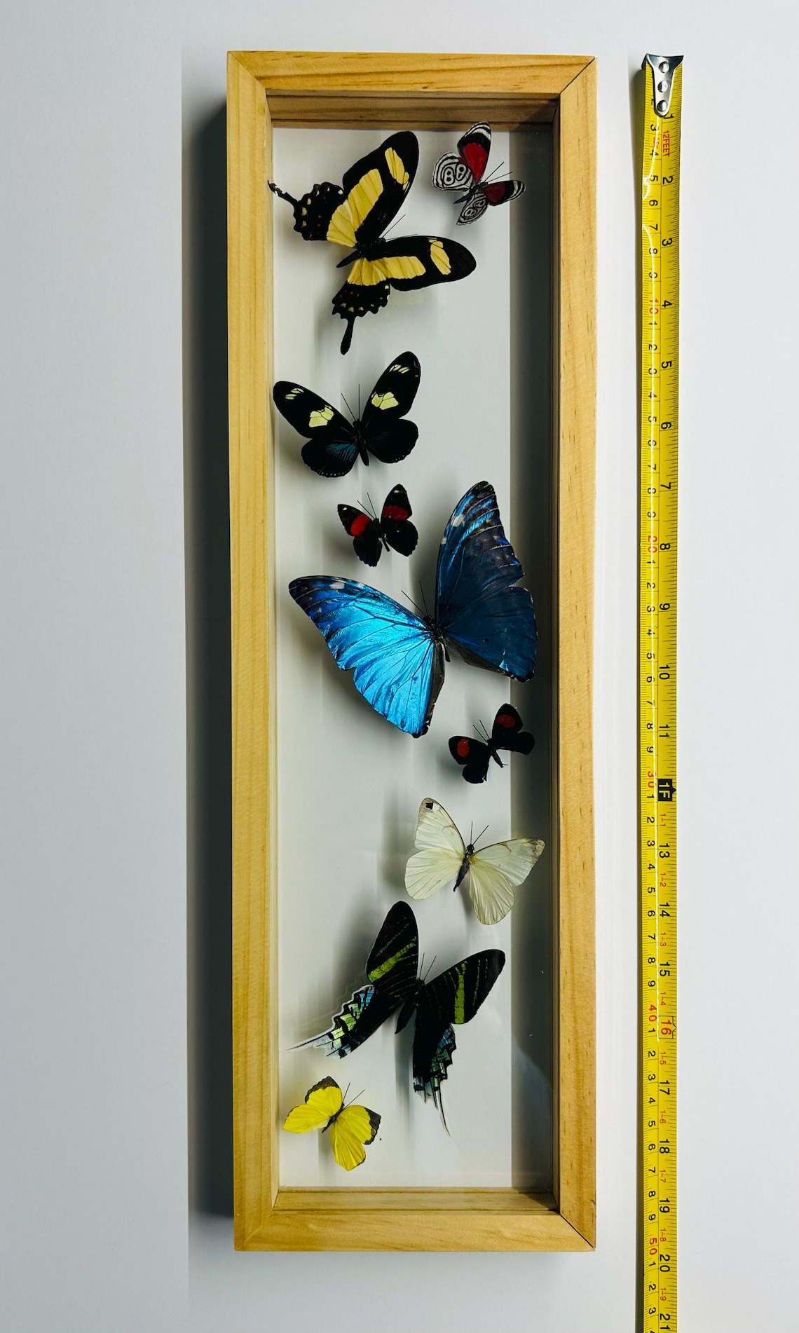 Real Butterflies Framed in Double Glass Visual Poetry - Etsy