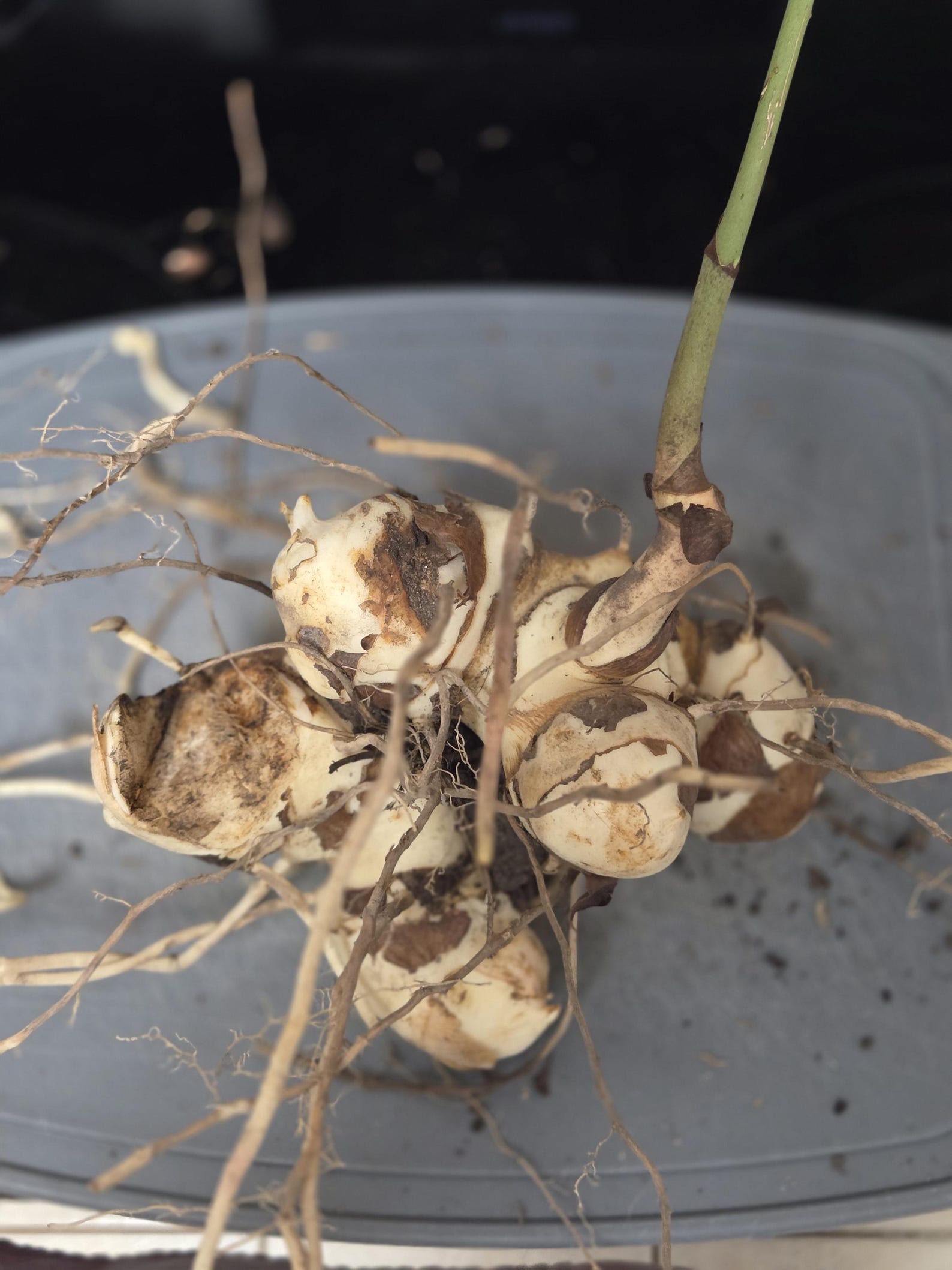 Smilax Root Tuber | Smilax Smallii - Etsy