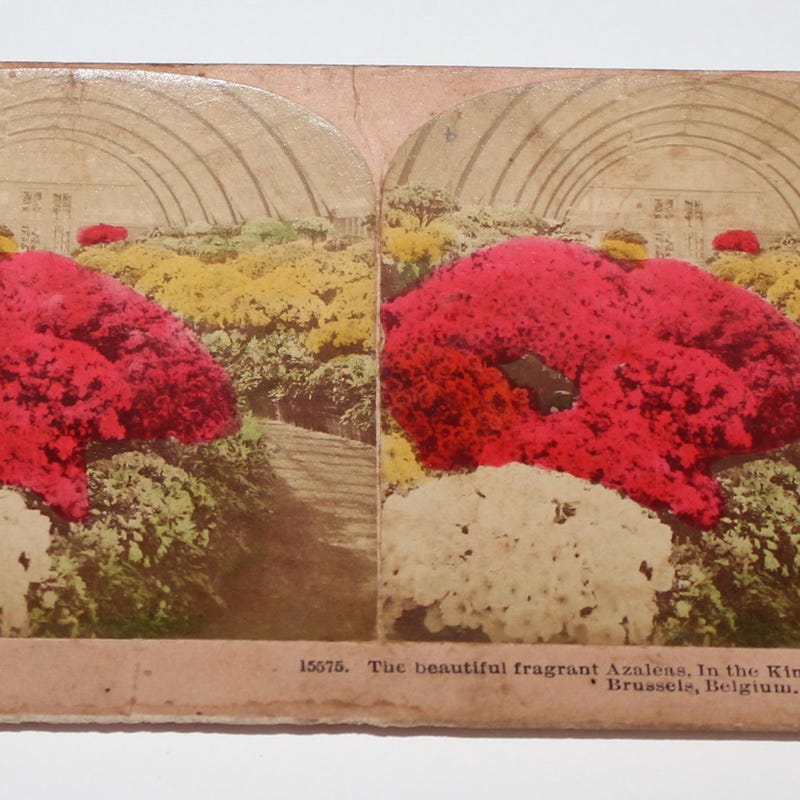 Azaleas Picture Cards - Etsy