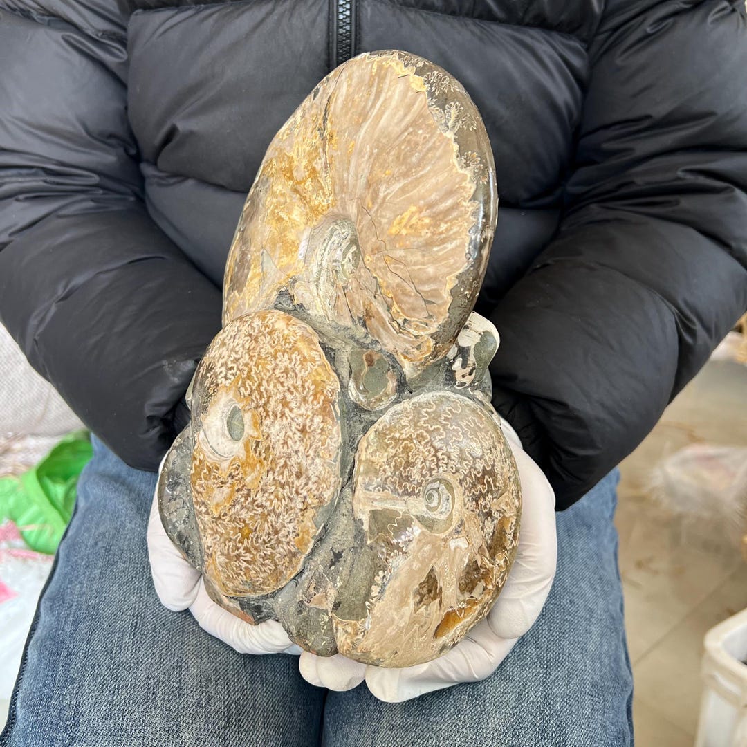 Genuine Nautilus Shell Fossil – Museum Quality Collectible Ornament30id ...