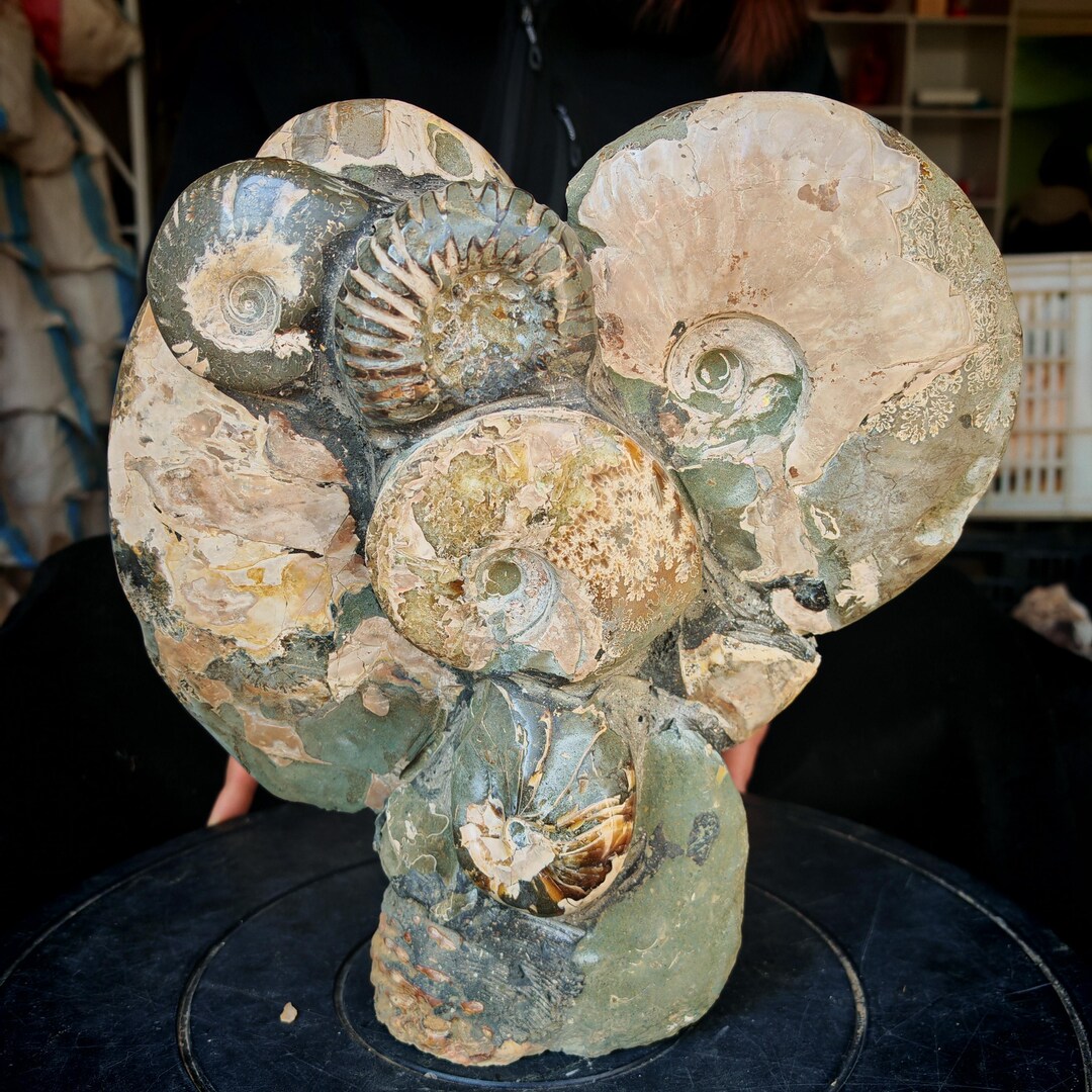 Genuine Nautilus Shell Fossil – Museum Quality Collectible Ornament13 ...