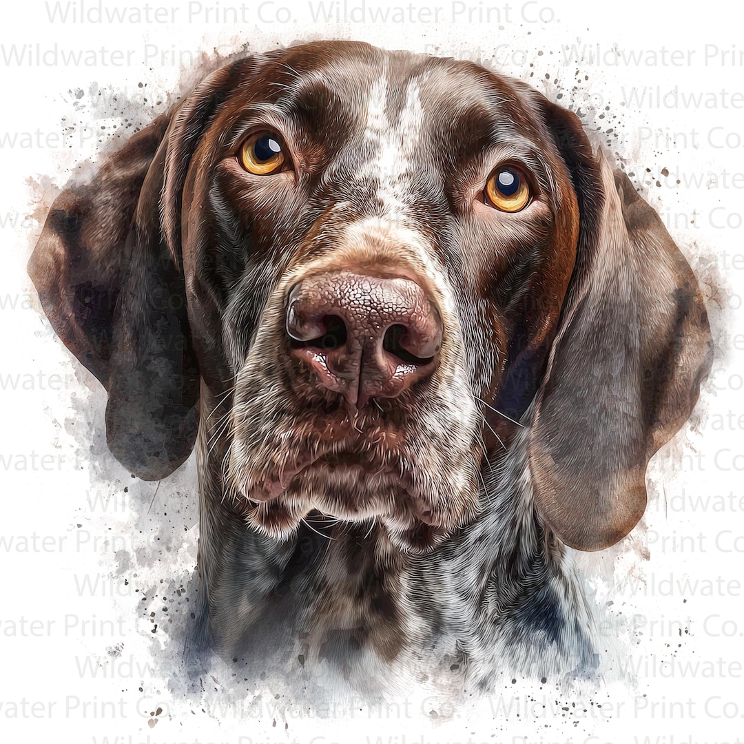 German Shorthaired Pointer PNG - GSP Watercolor Dog Clipart - Hunting ...