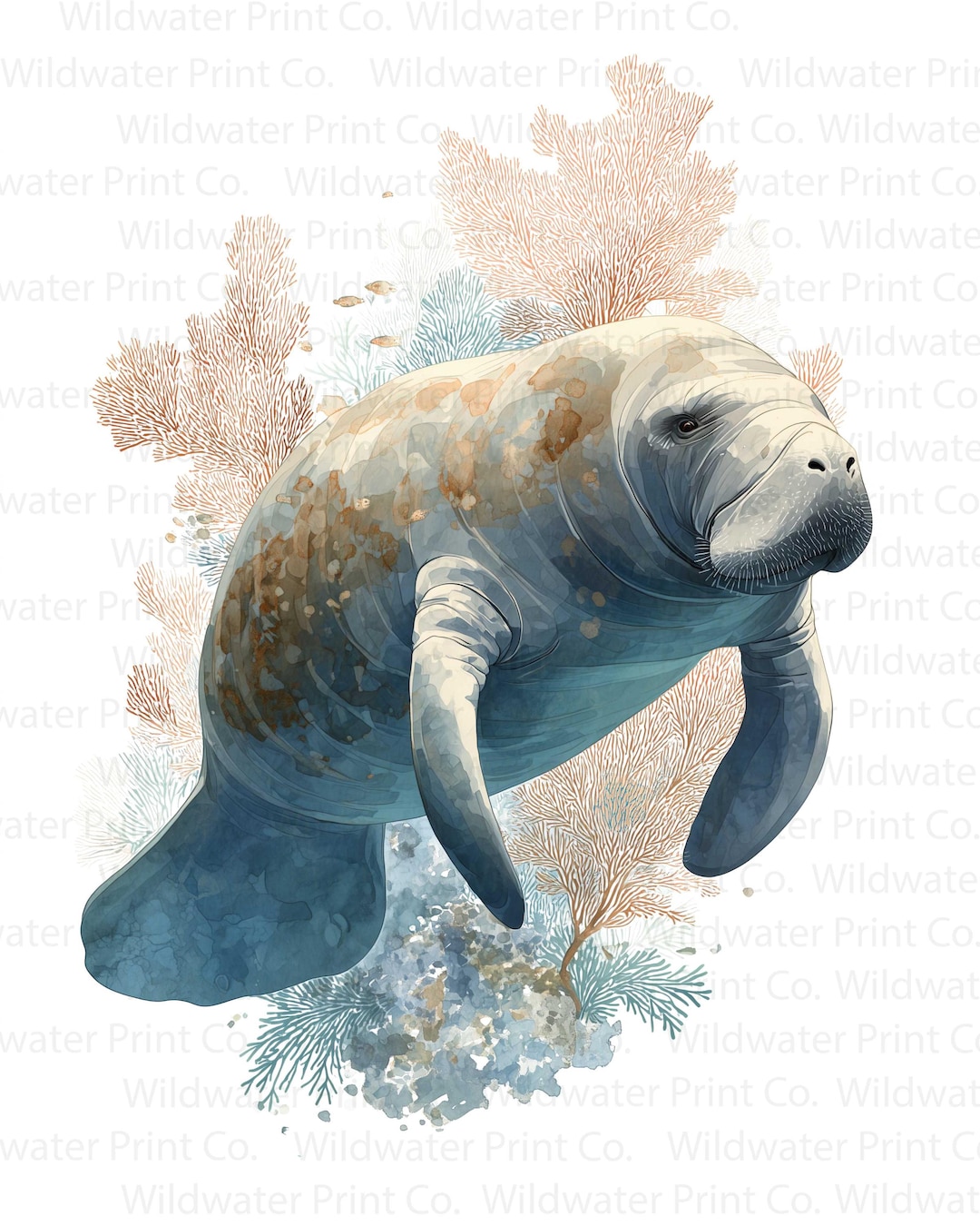 Manatee Watercolor PNG – Manatee Lover Gift – Manatee Design - Digital ...
