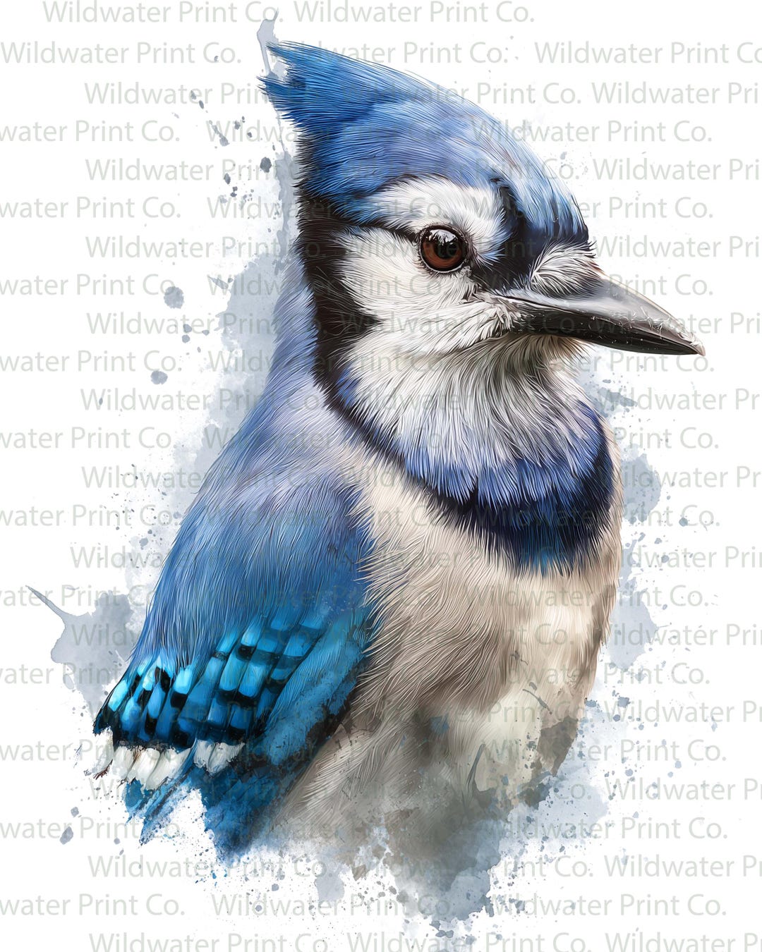 Blue Jay Watercolor Clip Art – Realistic Blue Jay Bird PNG – Vibrant ...