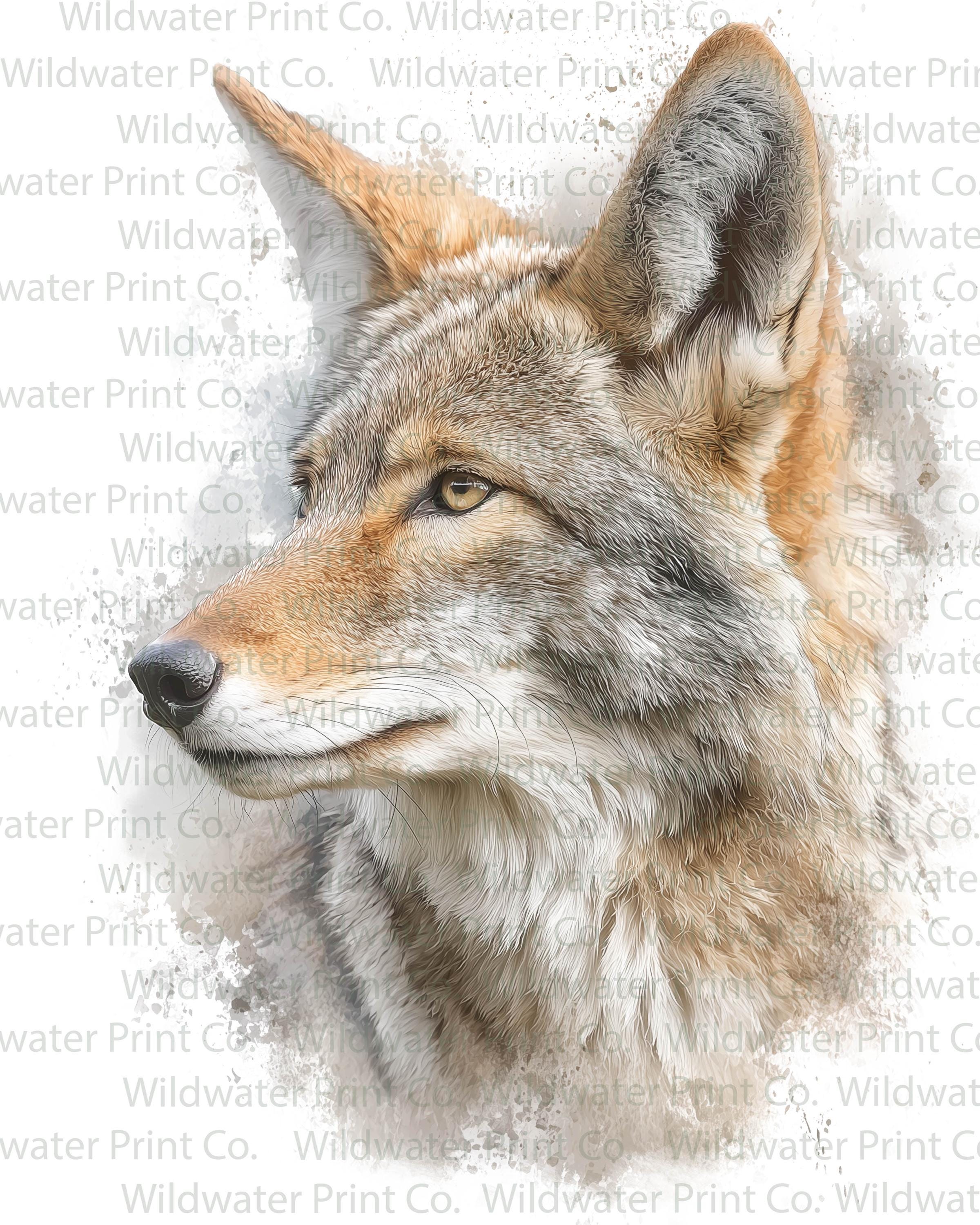 Realistic Coyote Watercolor Clipart – Coyote PNG – Rustic Wildlife Art ...