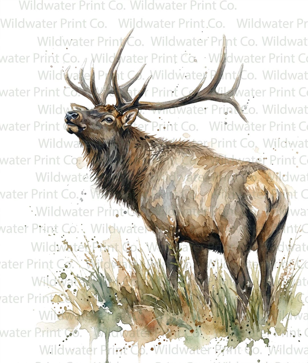 Ull Elk Clip Art PNG - Bugling Elk Watercolor Style Wildlife Art ...