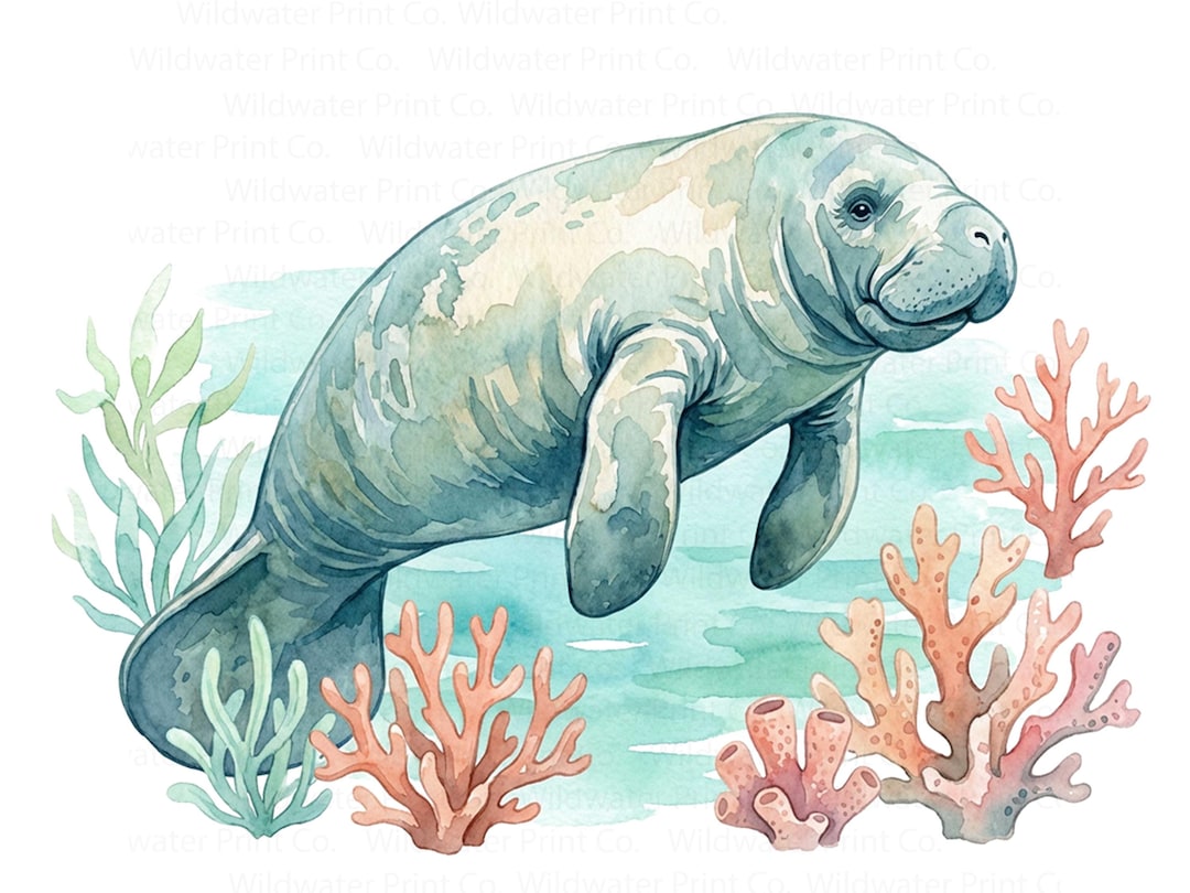 Manatee Watercolor Clip Art – Gentle Sea Cow Illustration PNG – Coastal ...