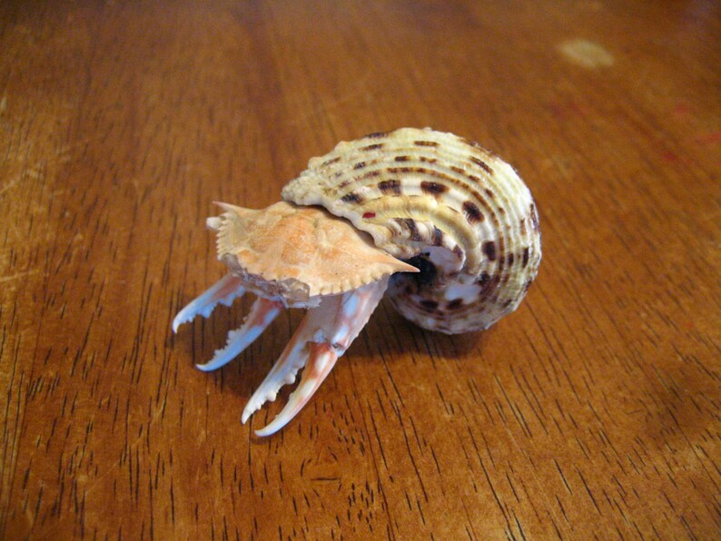 Deformed Hermit Crab Mutation Real Oddity Taxidermy - Etsy