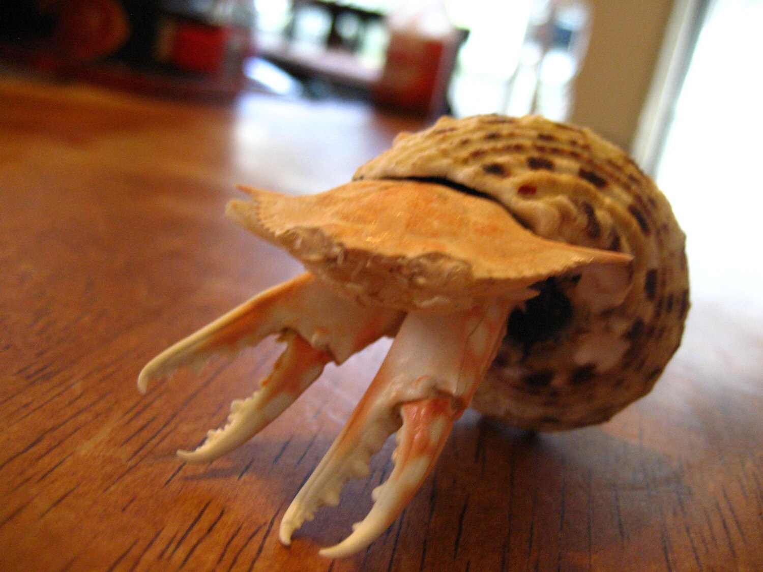 Deformed Hermit Crab Mutation Real Oddity Taxidermy | Etsy