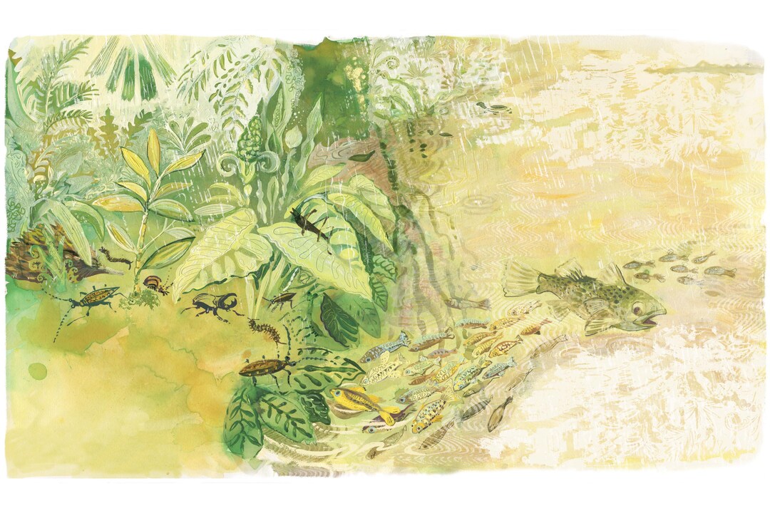 Daintree Rainforest Picture Book Print – Australian Wildlife Art (A4/A3 ...