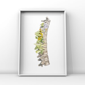 3 Print Spinal Gift Set - Cervical Thoracic and Lumbar Spine ...