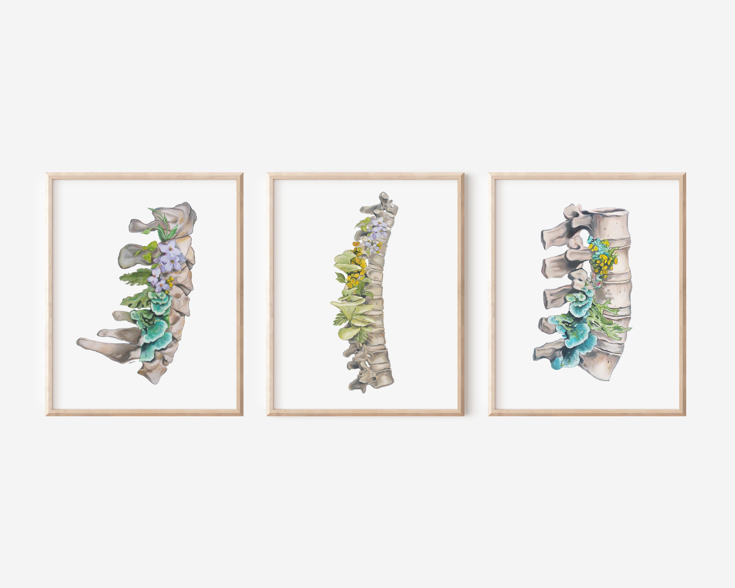 3 Print Spinal Gift Set - Cervical Thoracic and Lumbar Spine ...