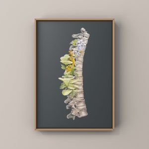 3 Print Spinal Gift Set - Cervical Thoracic and Lumbar Spine ...