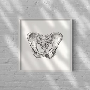 Pelvis Printable Sketch Anatomy Digital Download | Anatomical Wall Art ...