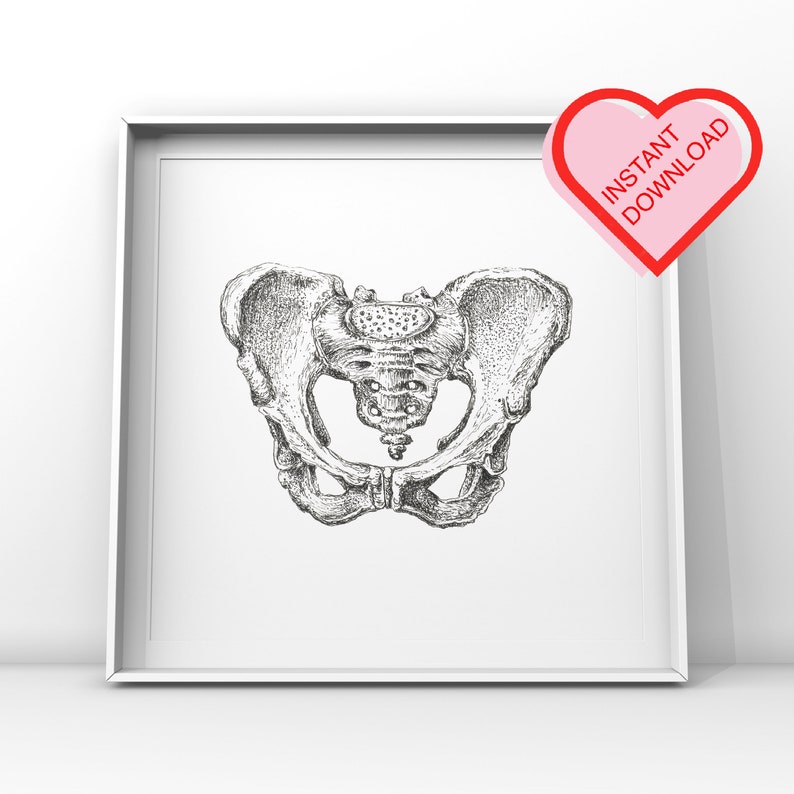 Pelvis Printable Sketch Anatomy Digital Download Anatomical - Etsy