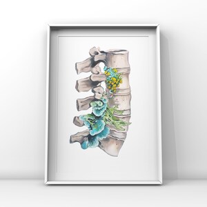 3 Print Spinal Gift Set - Cervical Thoracic and Lumbar Spine ...